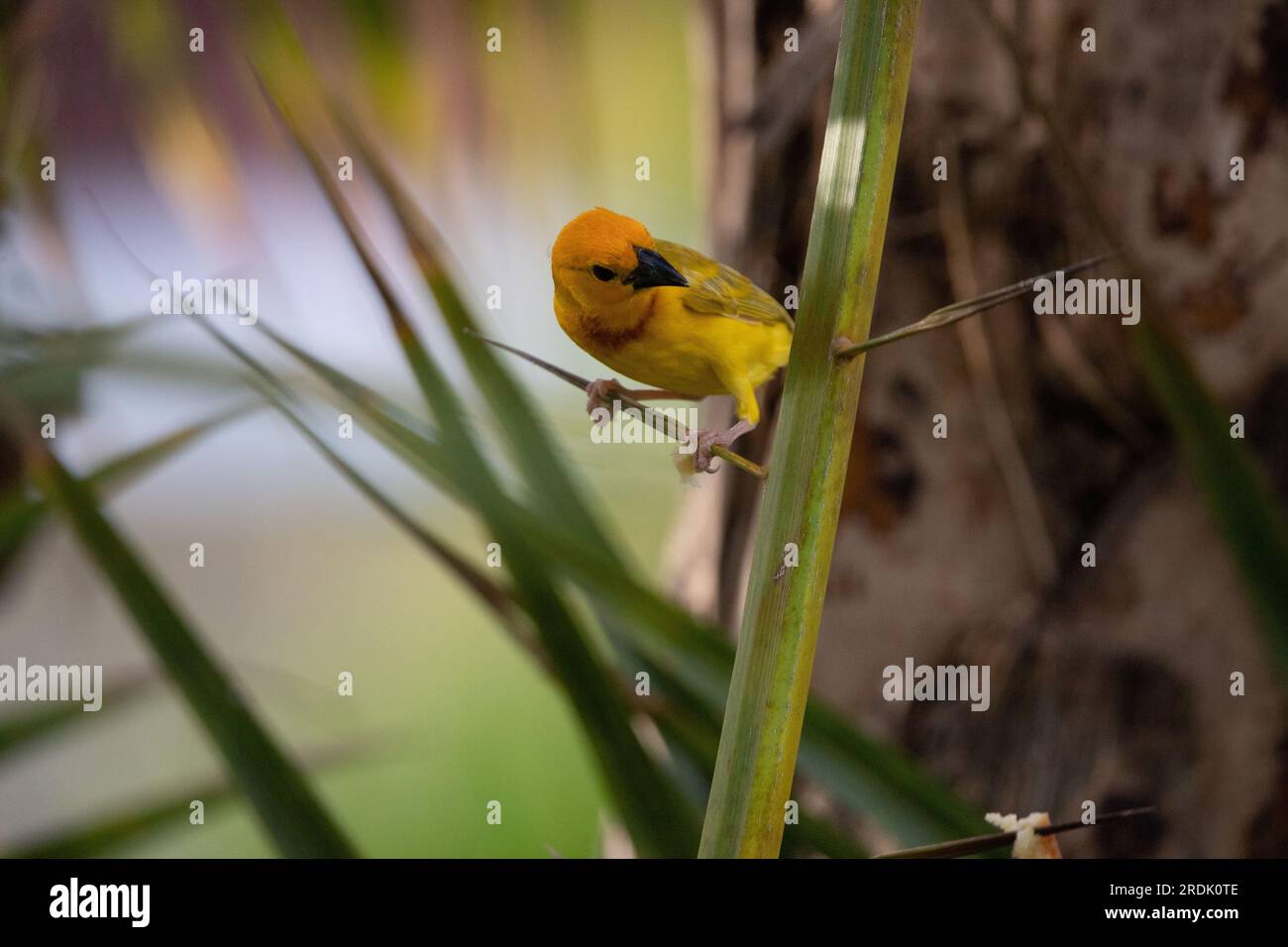 The weaver birds (Ploceidae) from Africa, also known as Widah finches ...