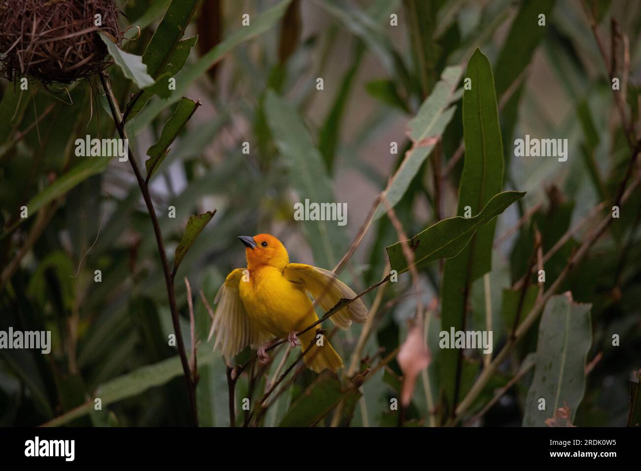 The weaver birds (Ploceidae) from Africa, also known as Widah finches ...