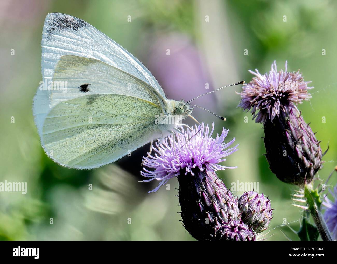 Butterfly nature norfolk hi-res stock photography and images - Alamy
