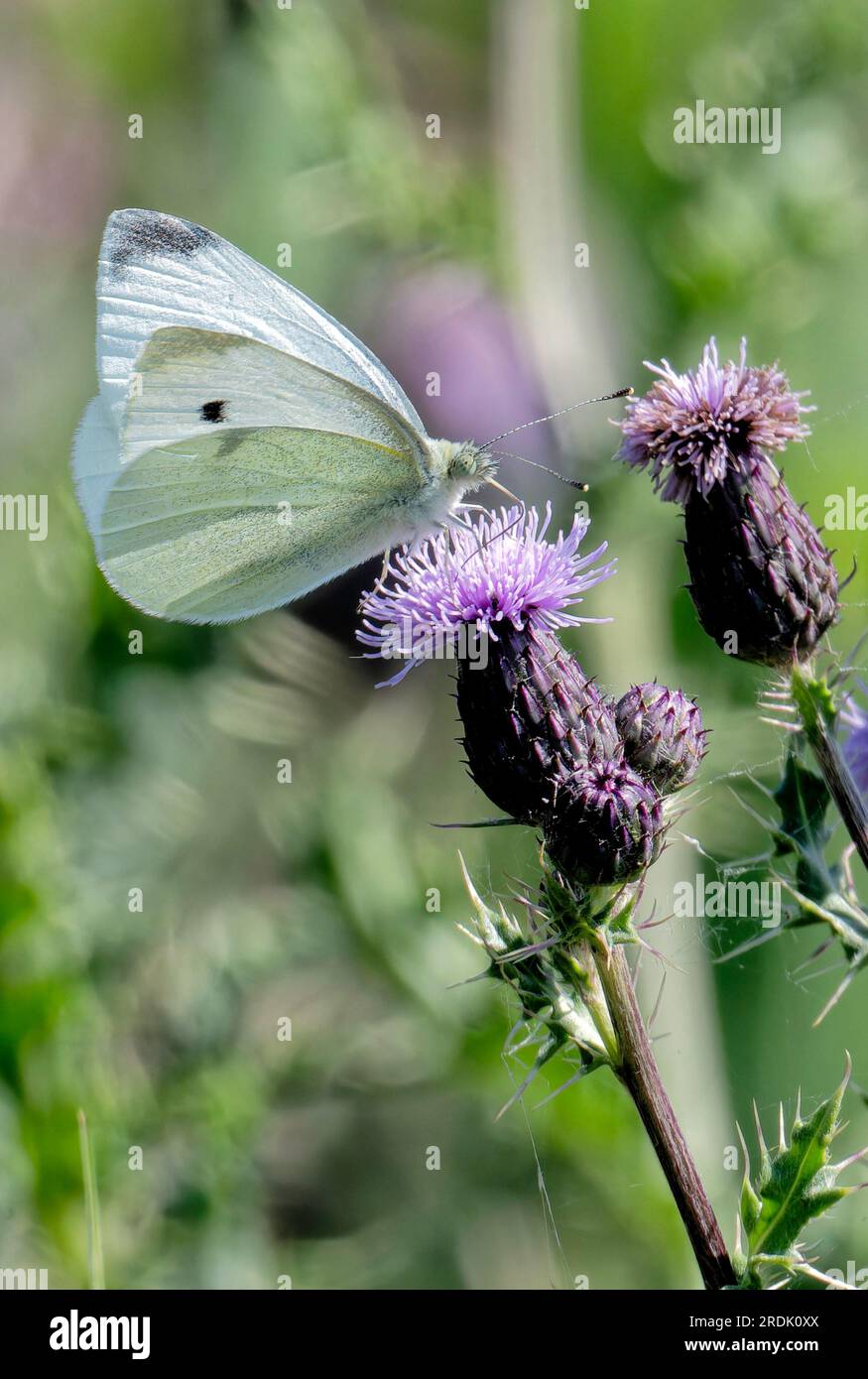 Butterfly nature norfolk hi-res stock photography and images - Alamy