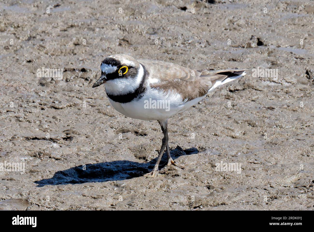 A Little Ringed PLover at RSPB Titchwell Marsh, Norfolk Stock Photo - Alamy