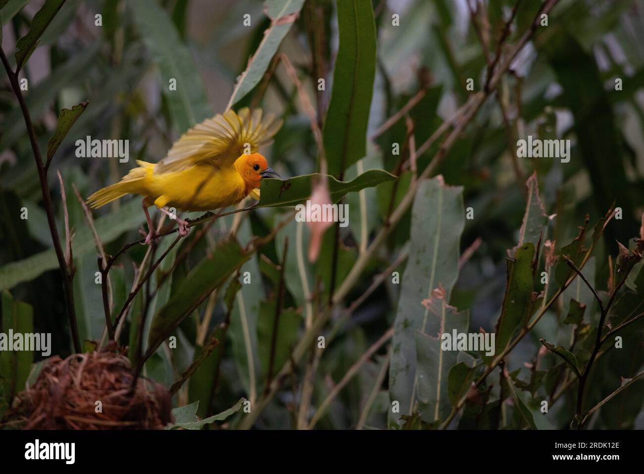 The weaver birds (Ploceidae) from Africa, also known as Widah finches ...