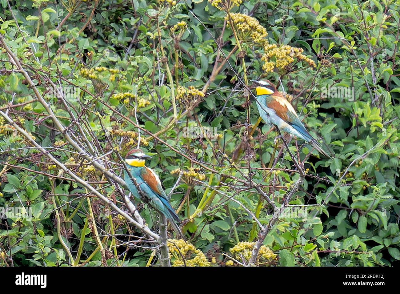 Bee Eaters returned to the same site in Trimingham Norfolk, to breed ...