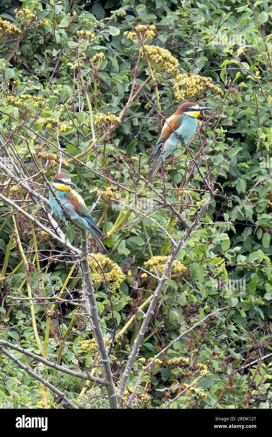 Bee eaters norfolk hi-res stock photography and images - Alamy