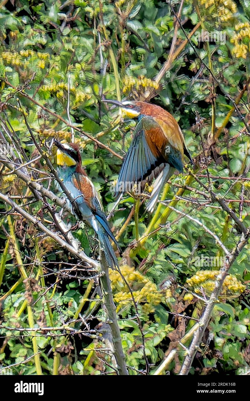 Bee Eaters returned to the same site in Trimingham Norfolk, to breed ...