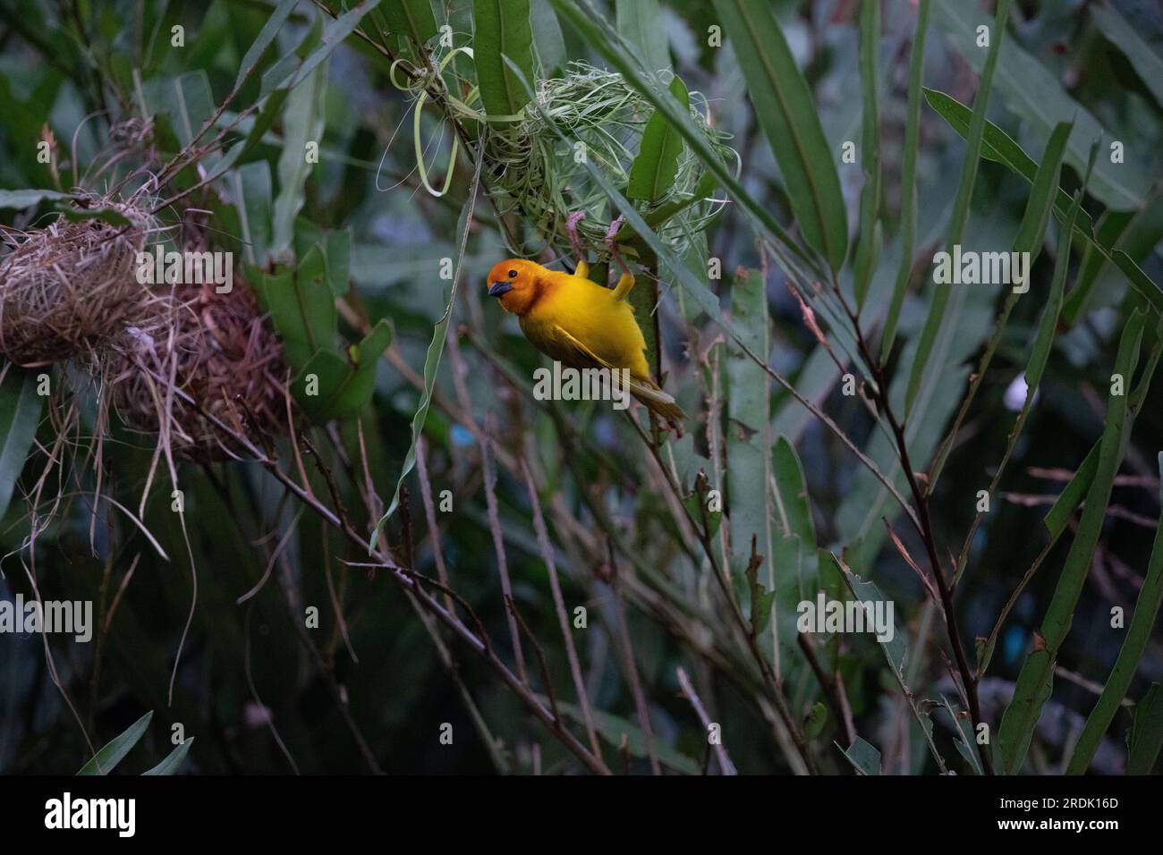 The weaver birds (Ploceidae) from Africa, also known as Widah finches ...