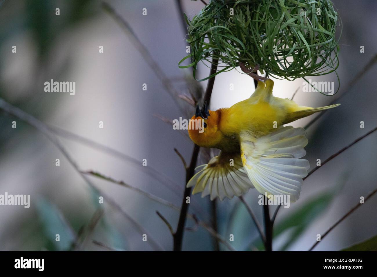 The weaver birds (Ploceidae) from Africa, also known as Widah finches ...