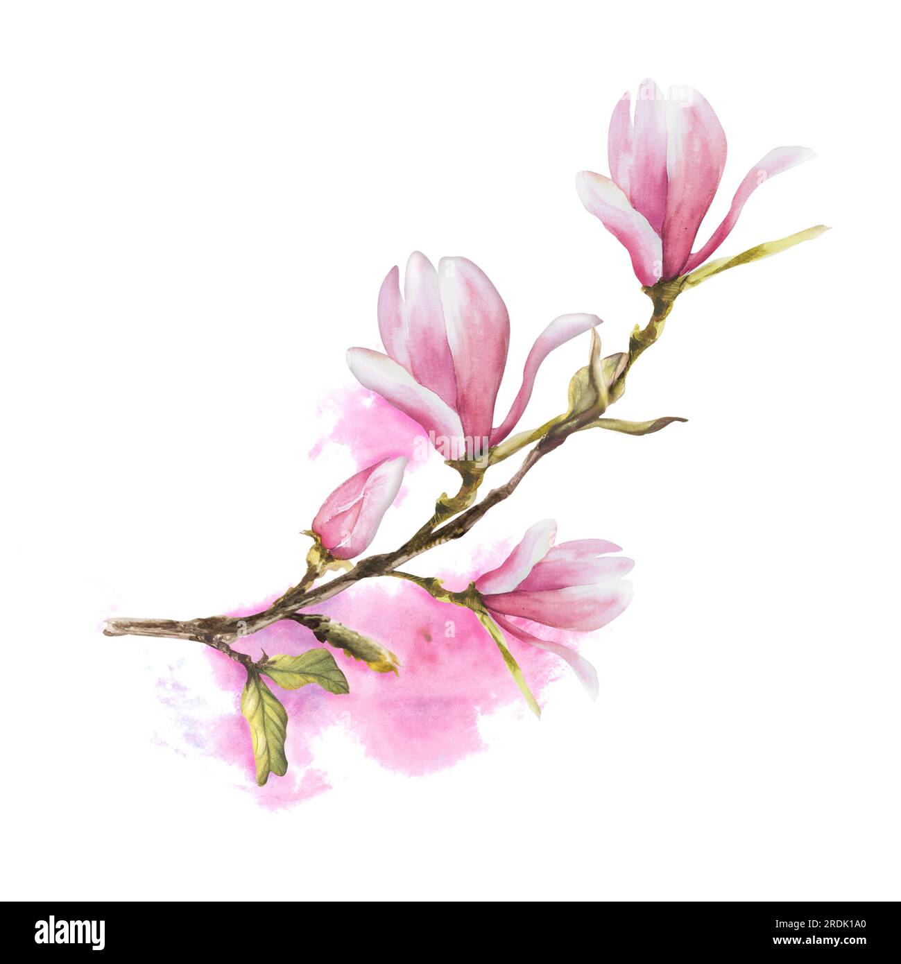 Magnolia flower bough Watercolor Hand drawn Illustration isolated on ...