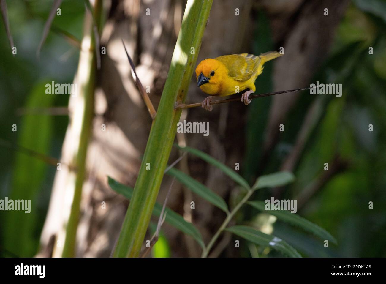The weaver birds (Ploceidae) from Africa, also known as Widah finches ...