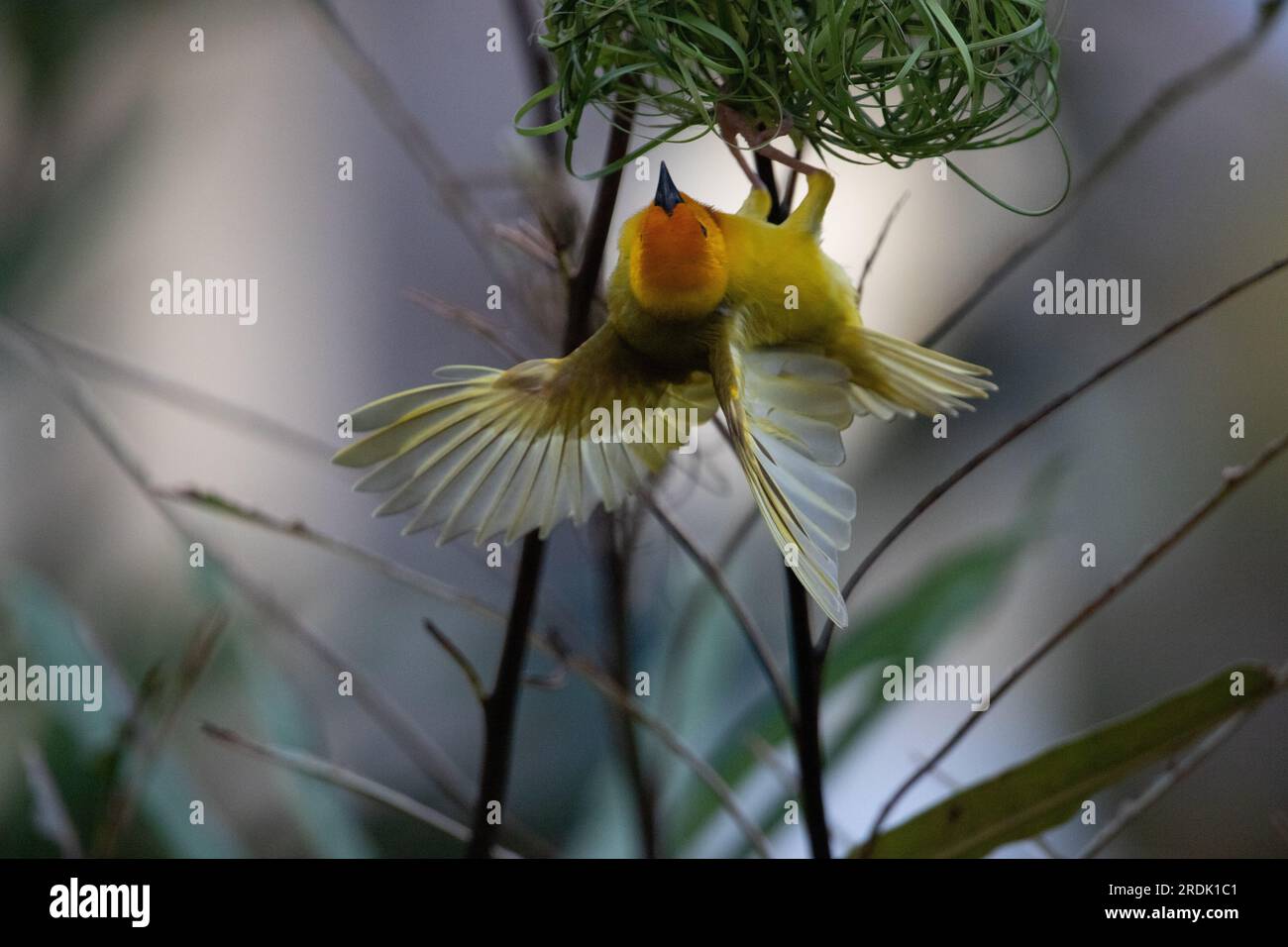 The weaver birds (Ploceidae) from Africa, also known as Widah finches ...