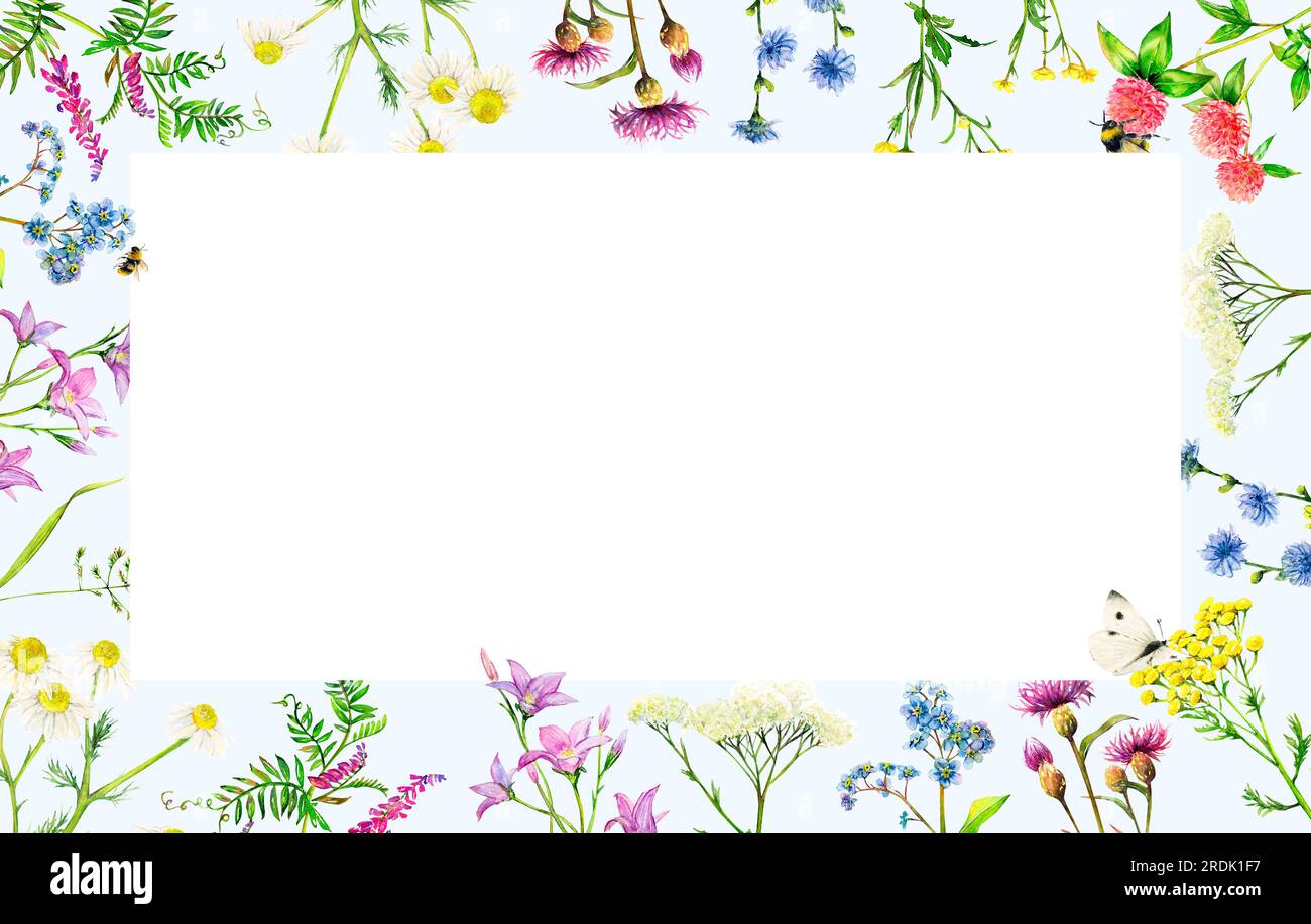 Frame from realistic meadow wildflowers - field bell, clover, yarrow ...