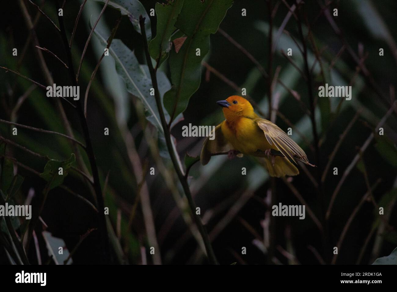 The weaver birds (Ploceidae) from Africa, also known as Widah finches ...