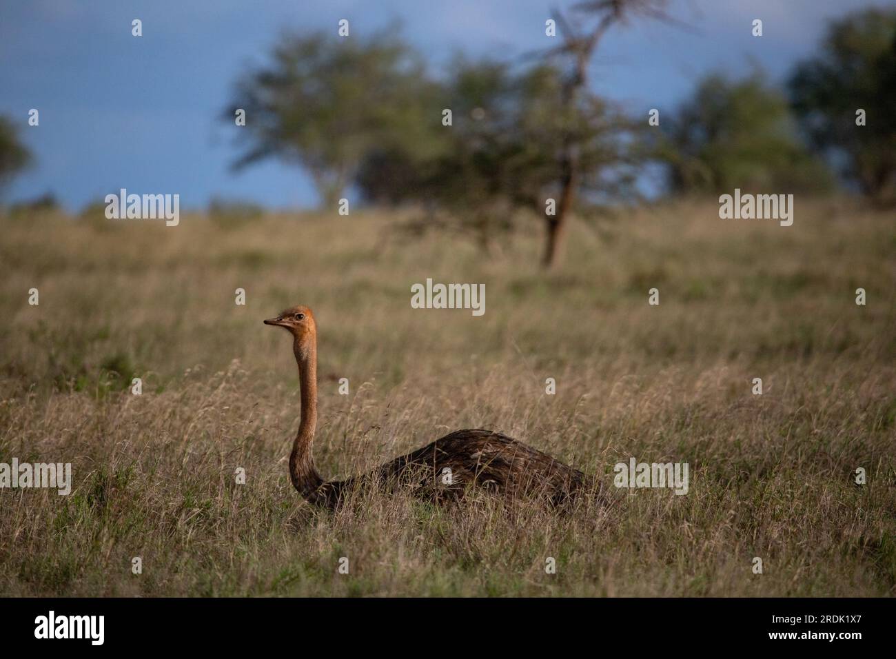 Beautiful landscape in Africa, savanna taken on a safari. beautiful ...