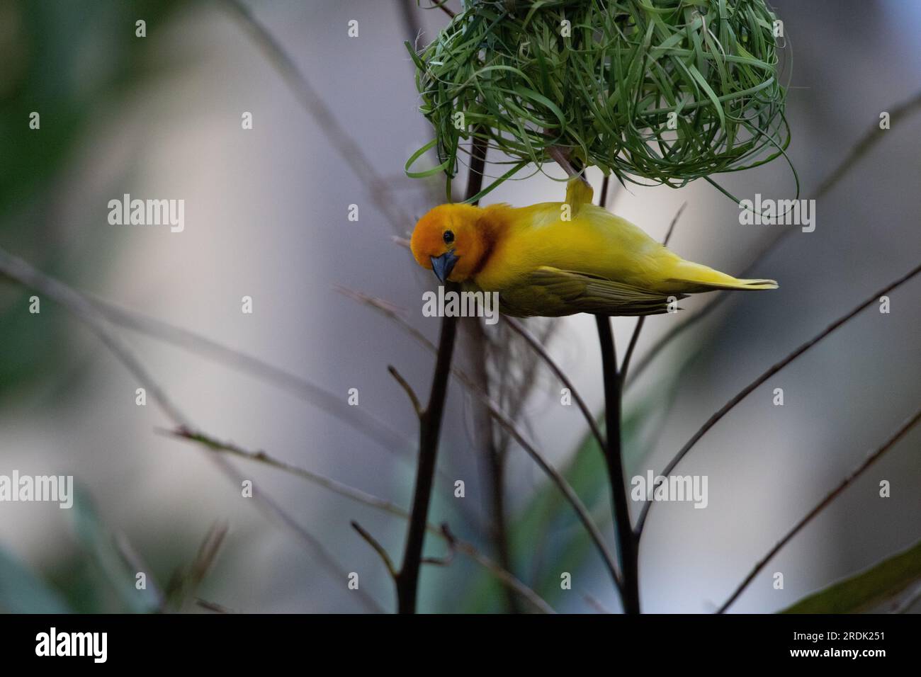 The weaver birds (Ploceidae) from Africa, also known as Widah finches ...