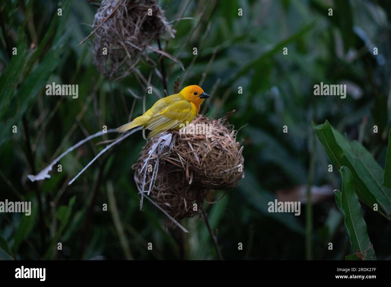 The weaver birds (Ploceidae) from Africa, also known as Widah finches ...
