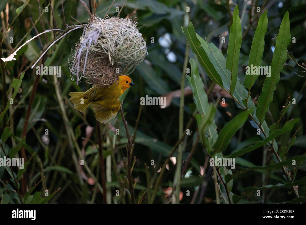 The weaver birds (Ploceidae) from Africa, also known as Widah finches ...