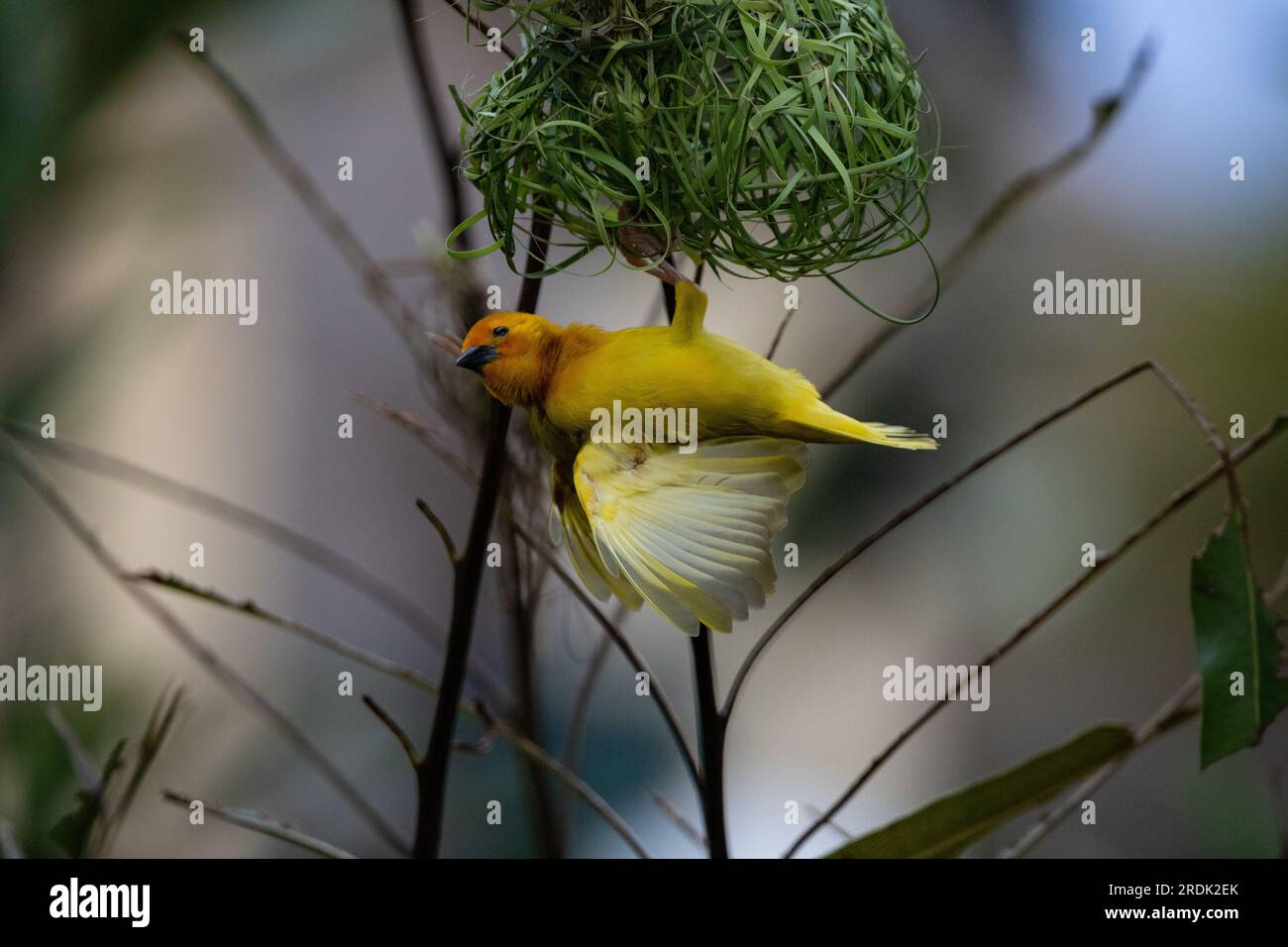The weaver birds (Ploceidae) from Africa, also known as Widah finches ...