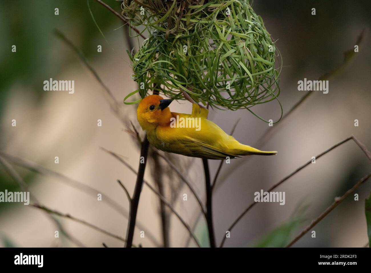 The weaver birds (Ploceidae) from Africa, also known as Widah finches ...