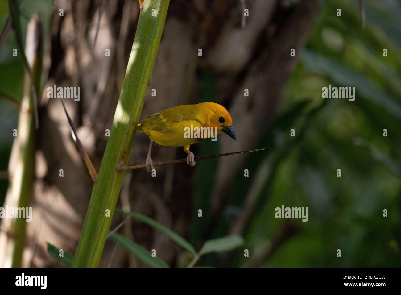 The weaver birds (Ploceidae) from Africa, also known as Widah finches ...