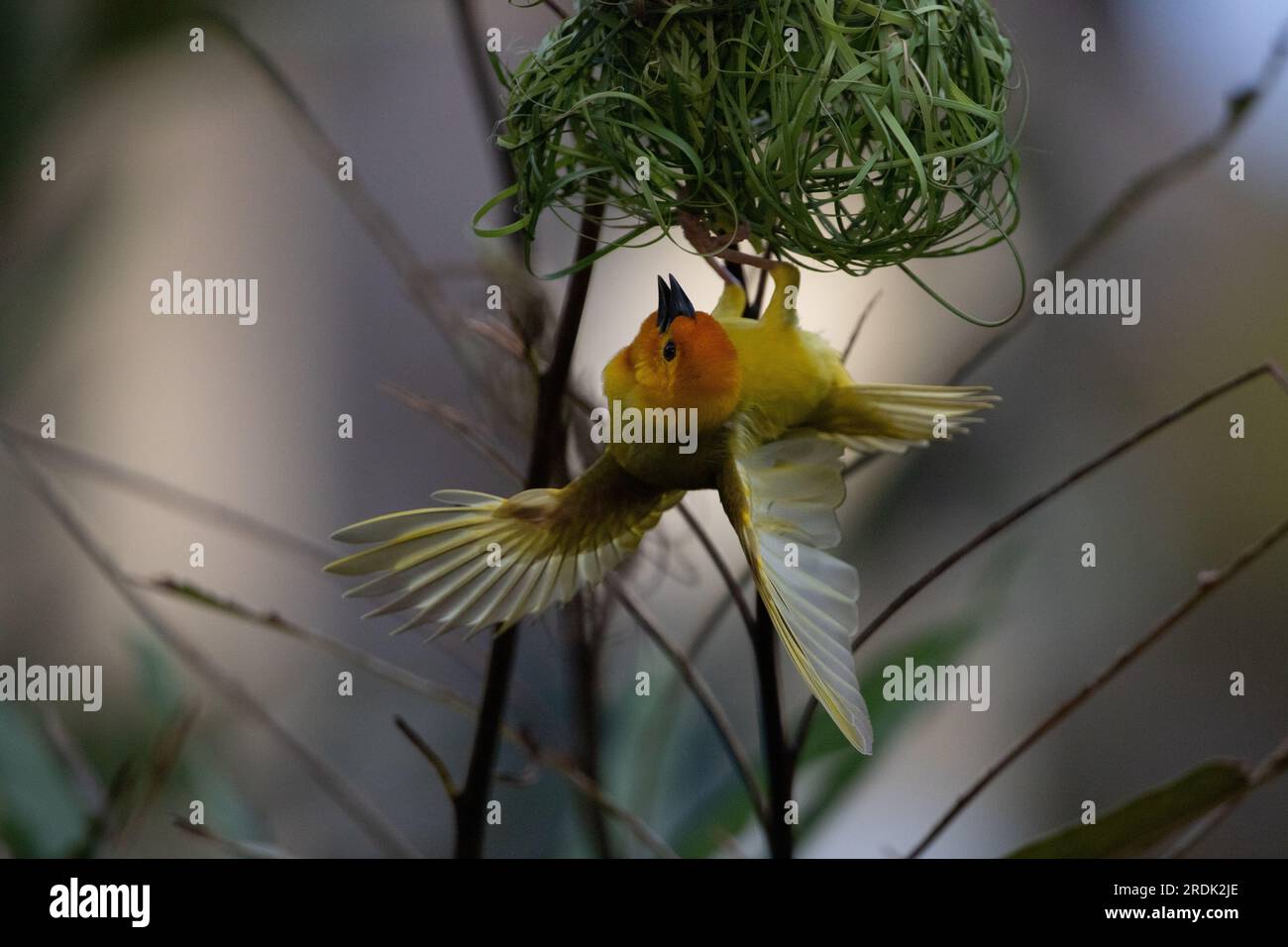 The weaver birds (Ploceidae) from Africa, also known as Widah finches ...