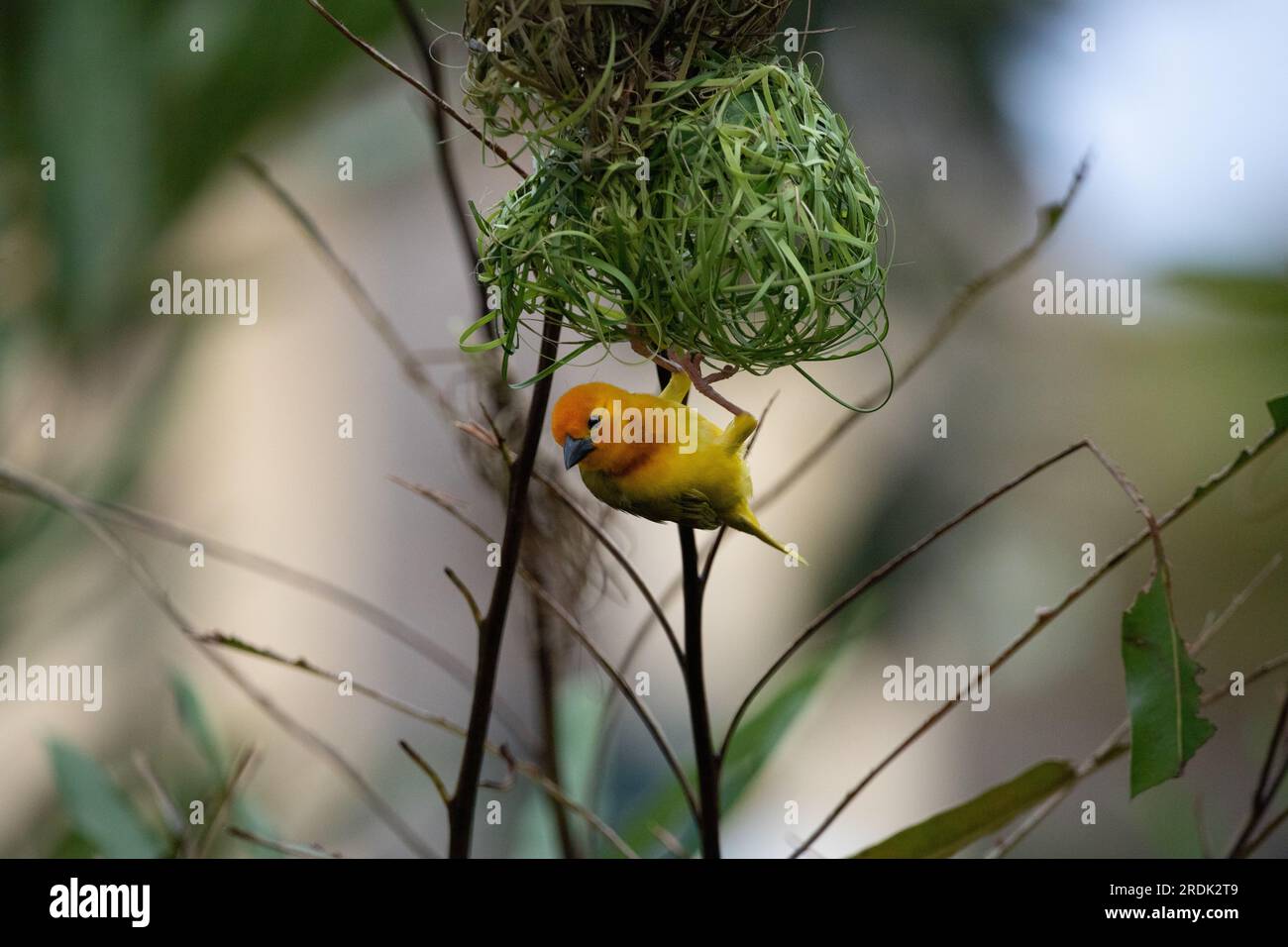 The weaver birds (Ploceidae) from Africa, also known as Widah finches ...