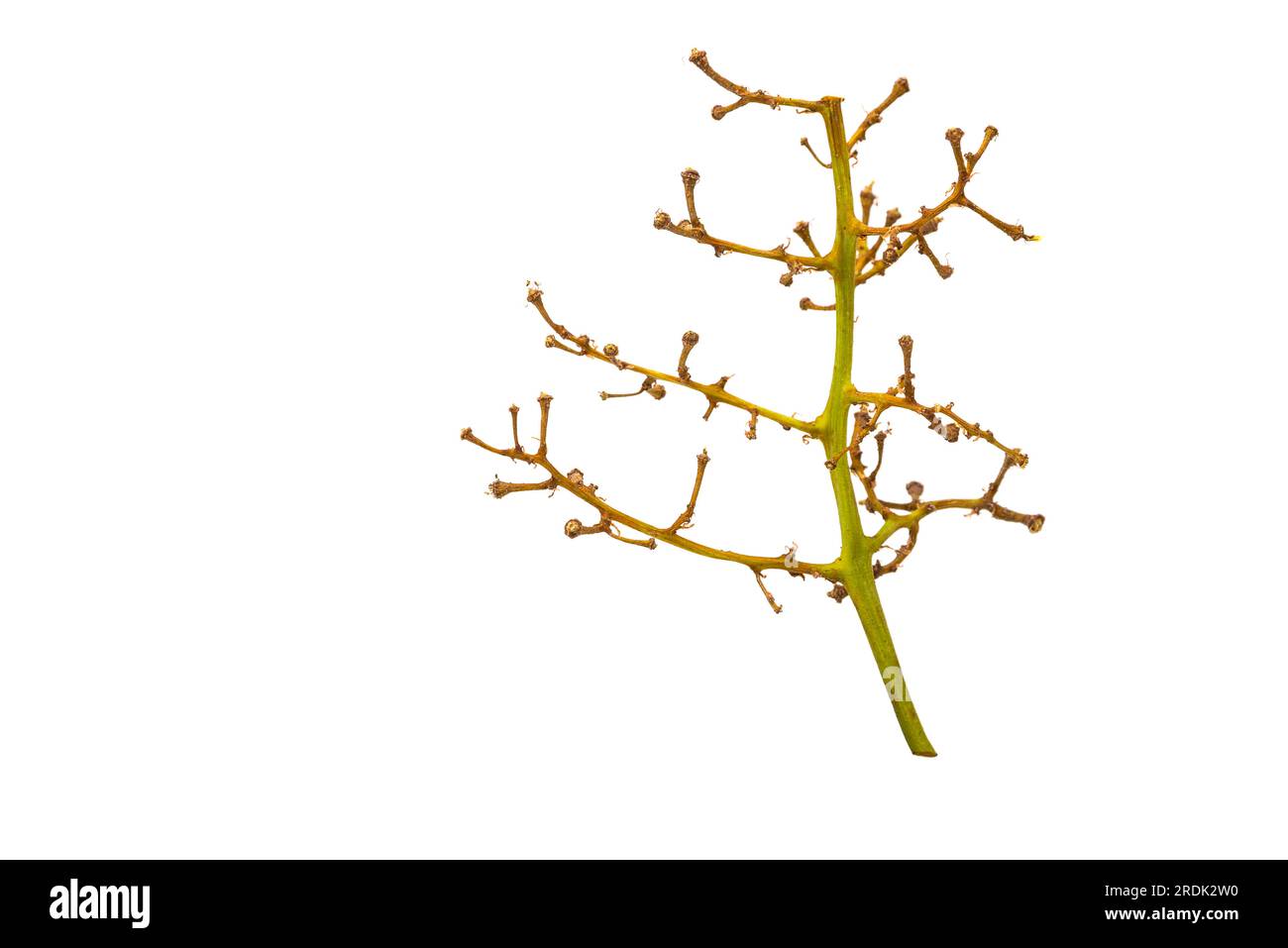 Grape outline hi-res stock photography and images - Alamy