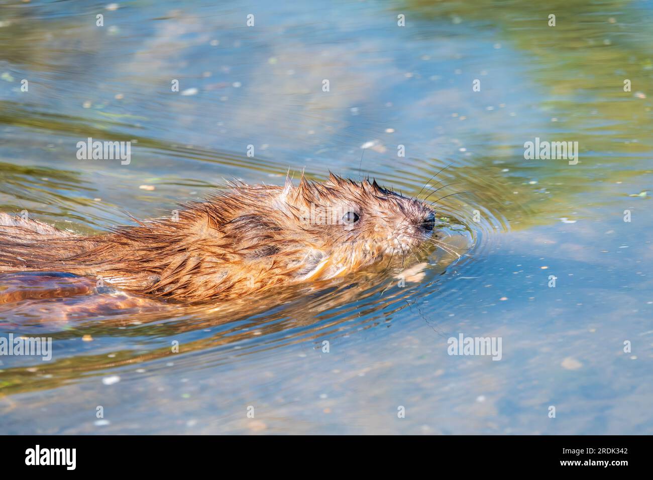 Muskrat, Ondatra zibethicuseats swiming at the surface of the lake ...