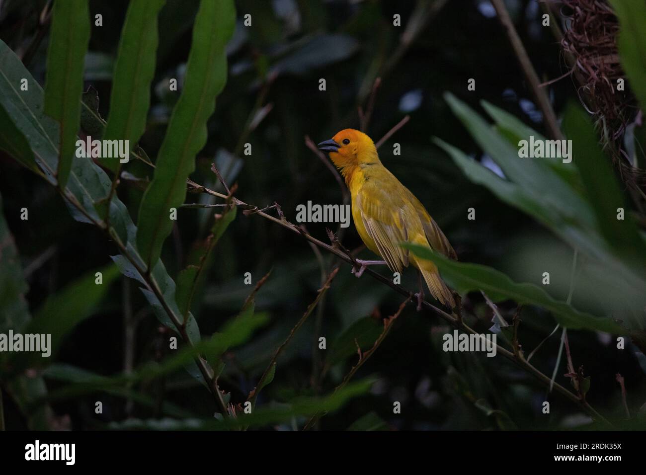 The weaver birds (Ploceidae) from Africa, also known as Widah finches ...