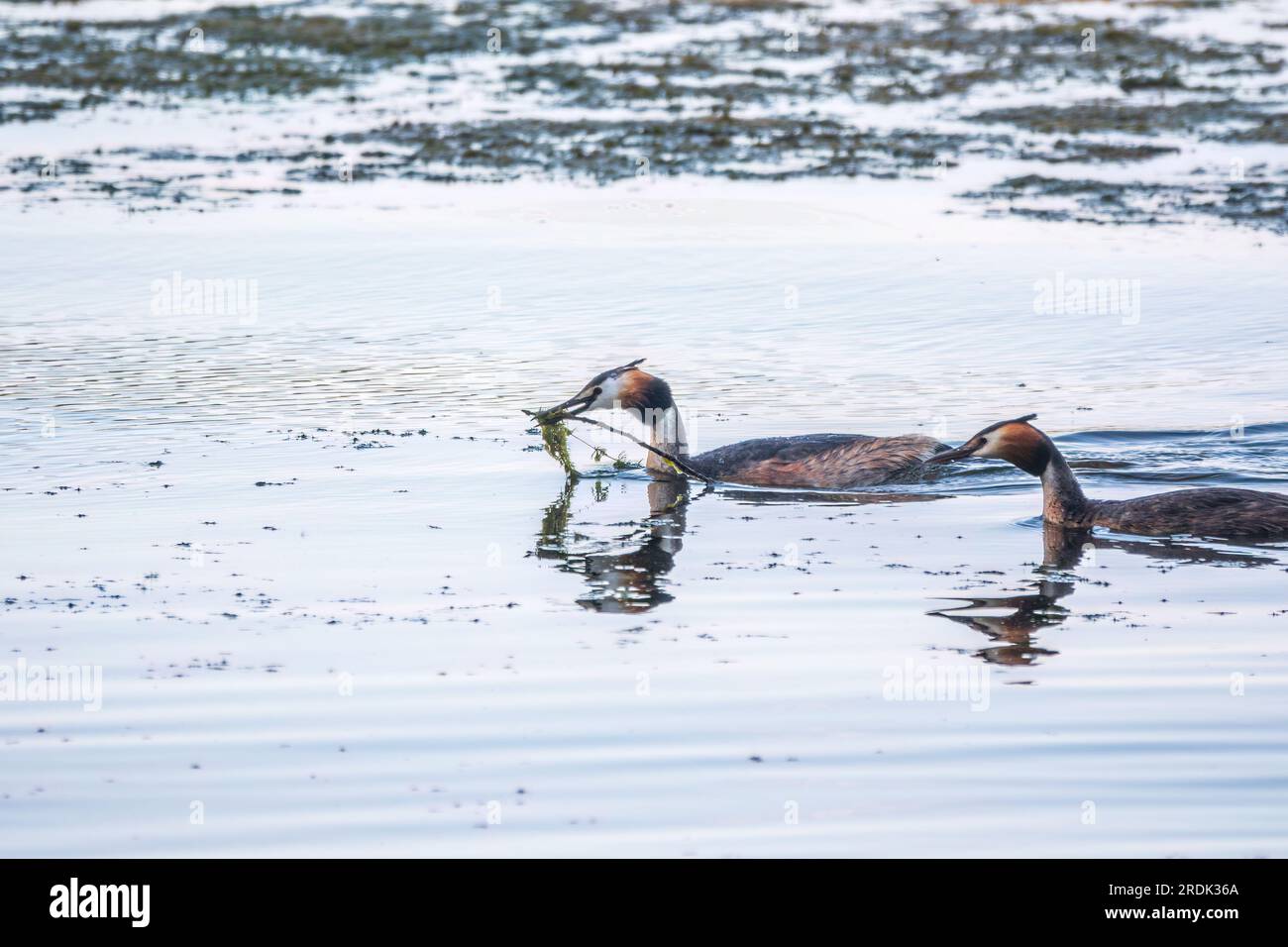Two waterfowl birds Great Crested Grebes swim in the lake. The great ...