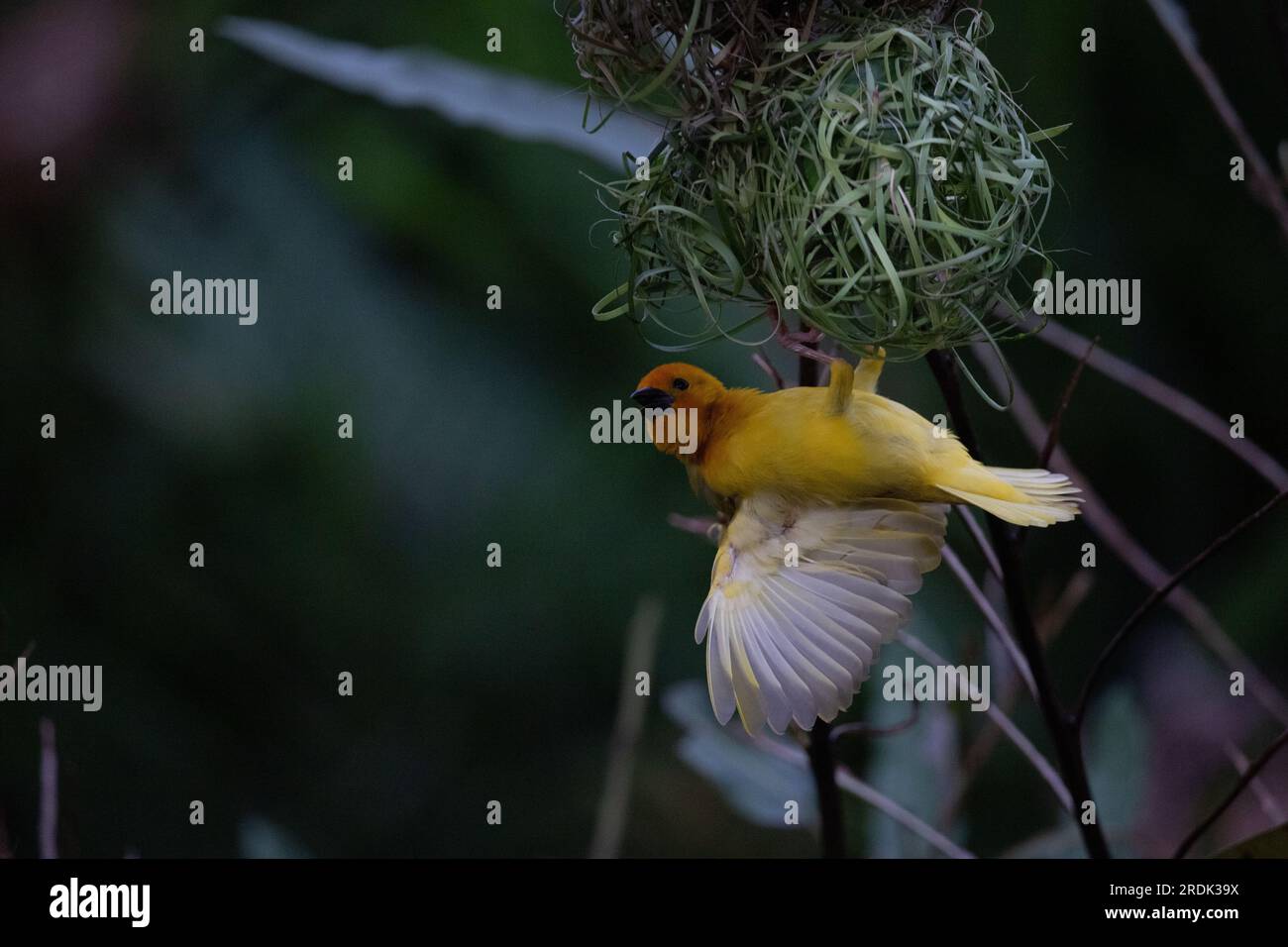 The weaver birds (Ploceidae) from Africa, also known as Widah finches ...