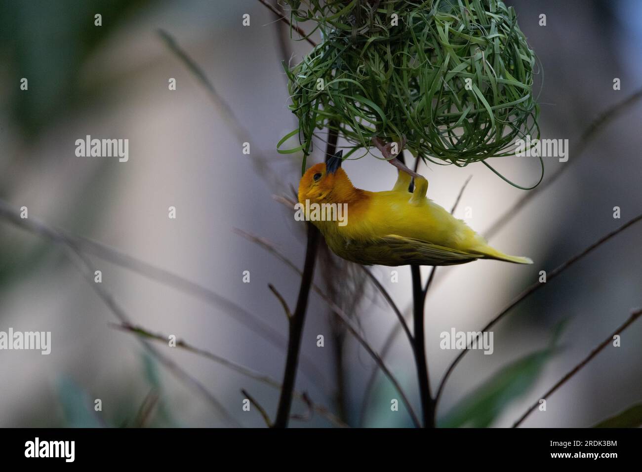 The weaver birds (Ploceidae) from Africa, also known as Widah finches ...