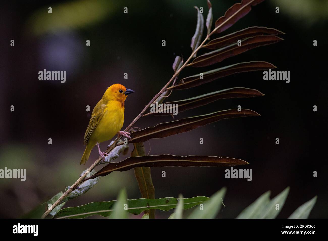 The weaver birds (Ploceidae) from Africa, also known as Widah finches ...