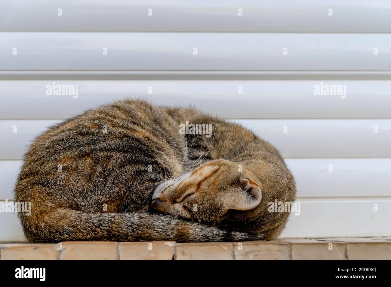 Cat walks around in hi-res stock photography and images - Alamy