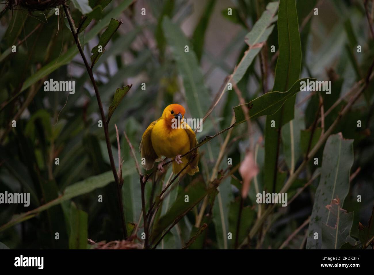 The weaver birds (Ploceidae) from Africa, also known as Widah finches ...