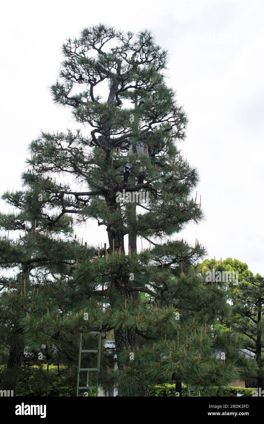 Man pruning tree, Niko Castle gardens, Kyoto, Japan Stock Photo - Alamy