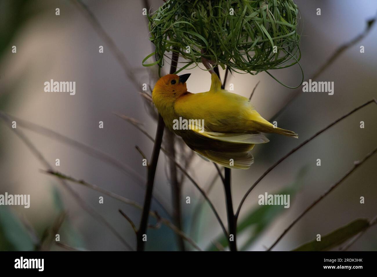 The weaver birds (Ploceidae) from Africa, also known as Widah finches ...