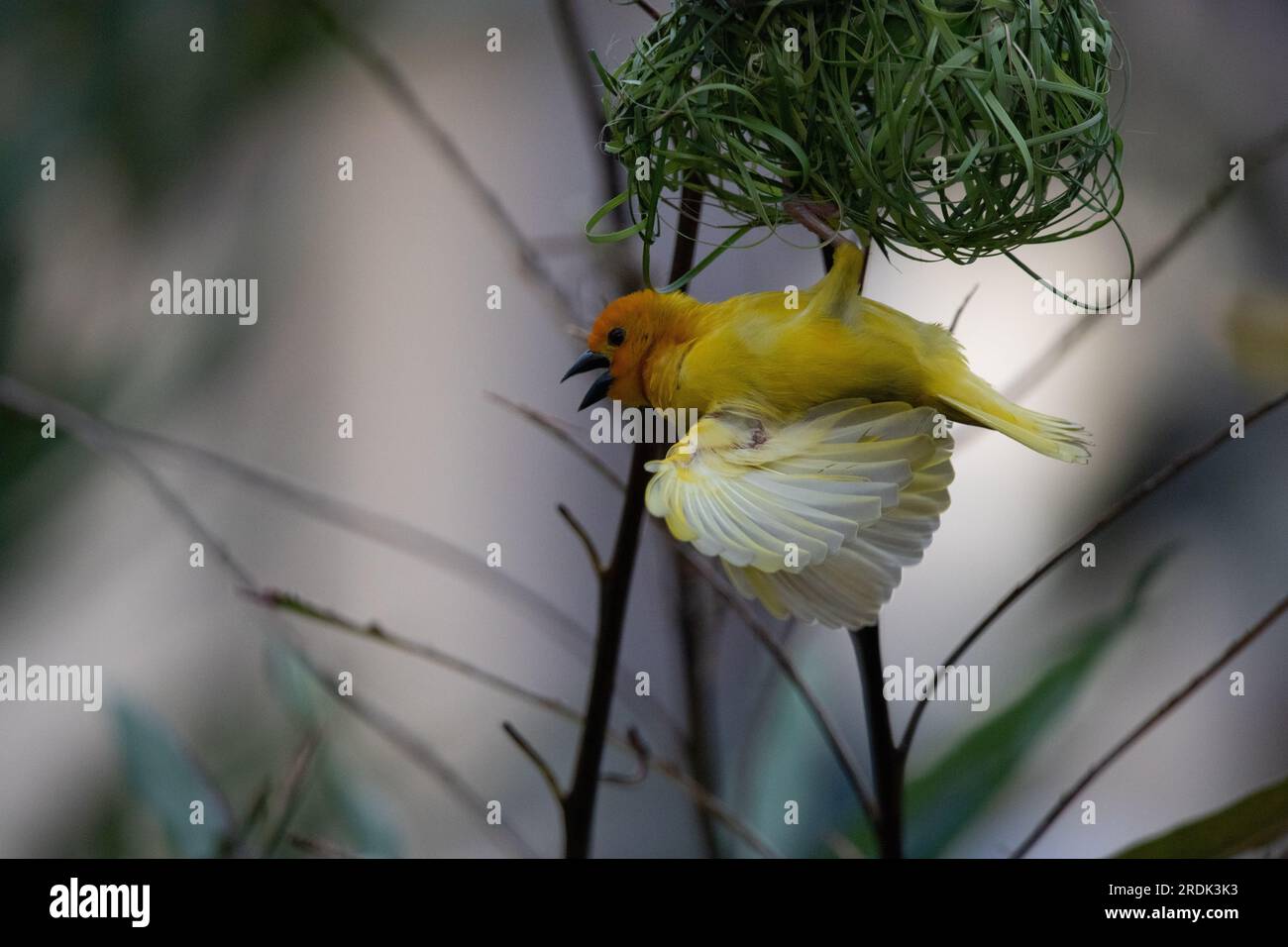 The weaver birds (Ploceidae) from Africa, also known as Widah finches ...