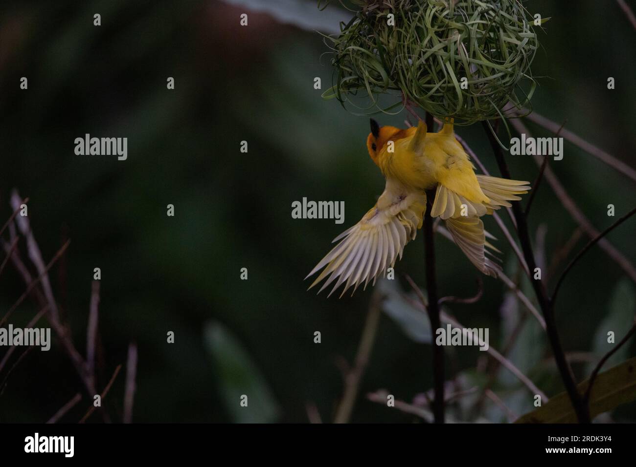The weaver birds (Ploceidae) from Africa, also known as Widah finches ...