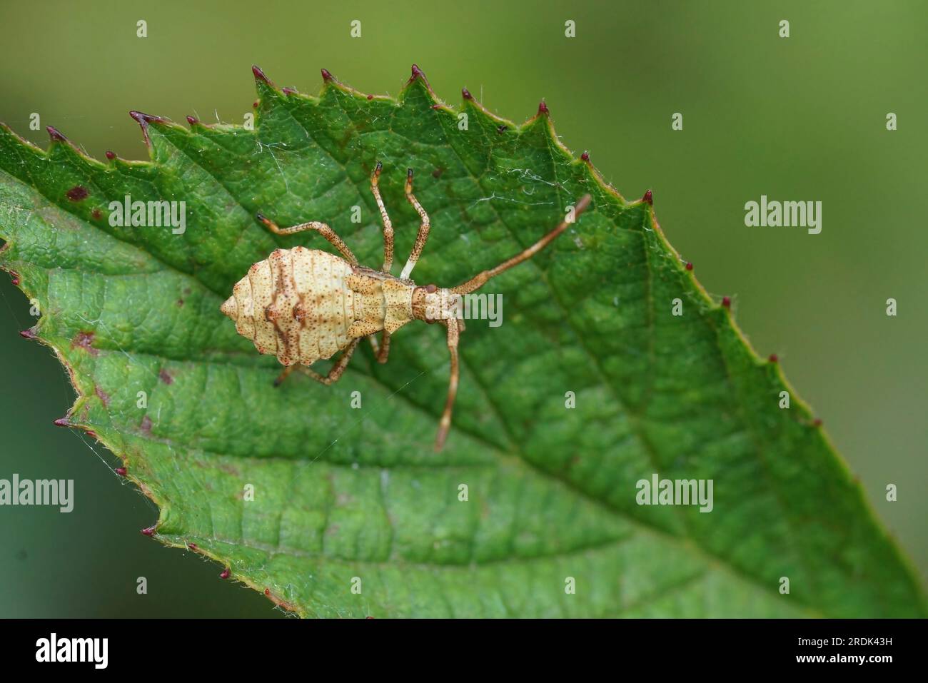 Natural closeup on an instar, nymph of the Dock bug, Coreus marginatus ...