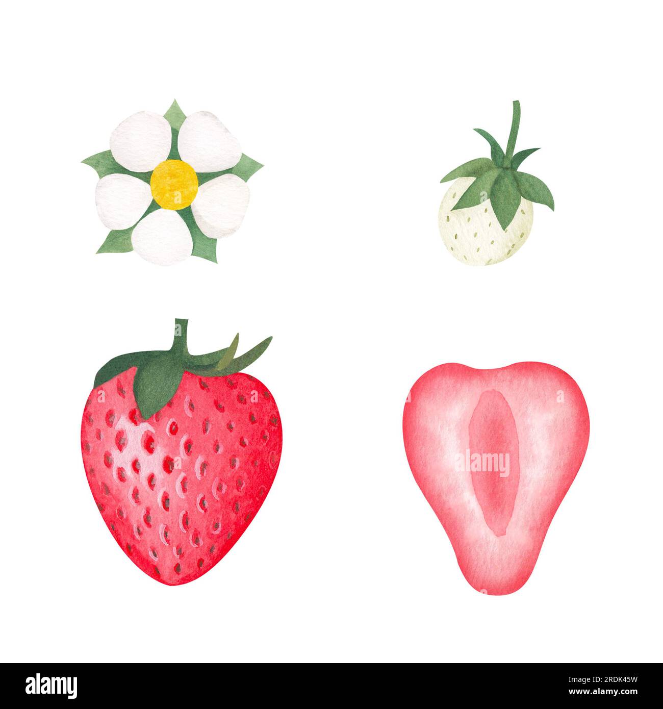 Set of fresh red strawberries isolated on white background.Stock ...