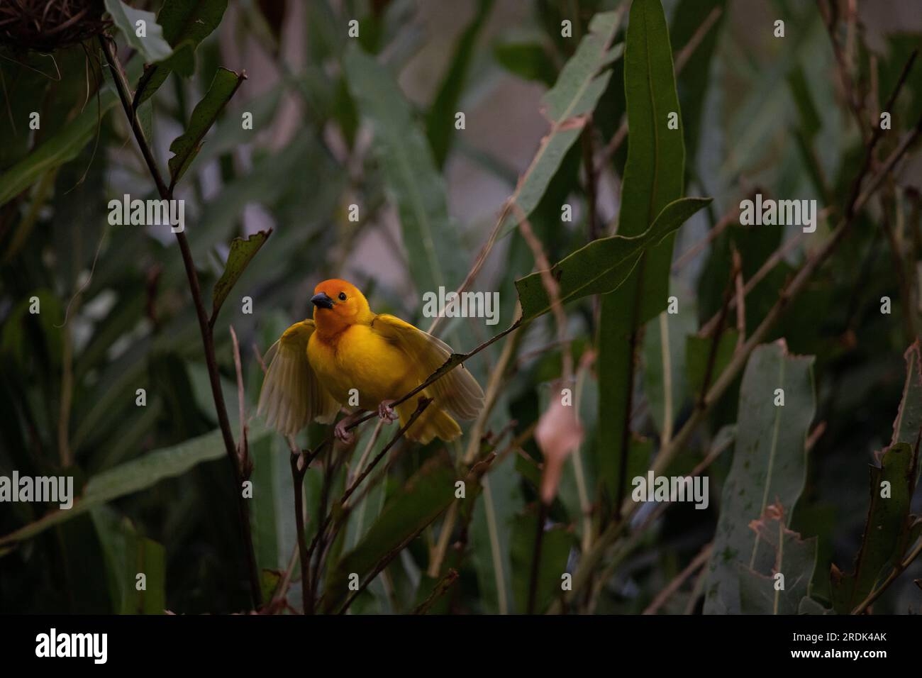 The weaver birds (Ploceidae) from Africa, also known as Widah finches ...
