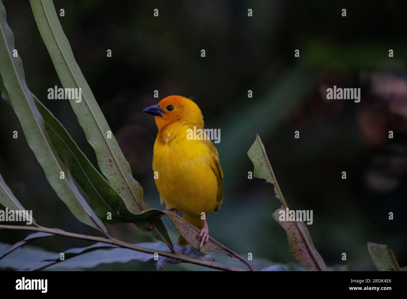 The weaver birds (Ploceidae) from Africa, also known as Widah finches ...