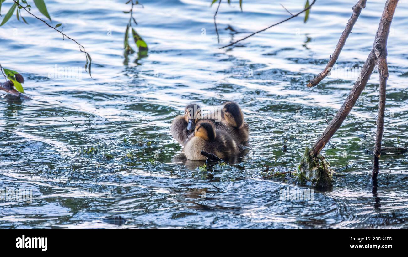 Cute little duckling swimming alone in a lake or river with calm water ...