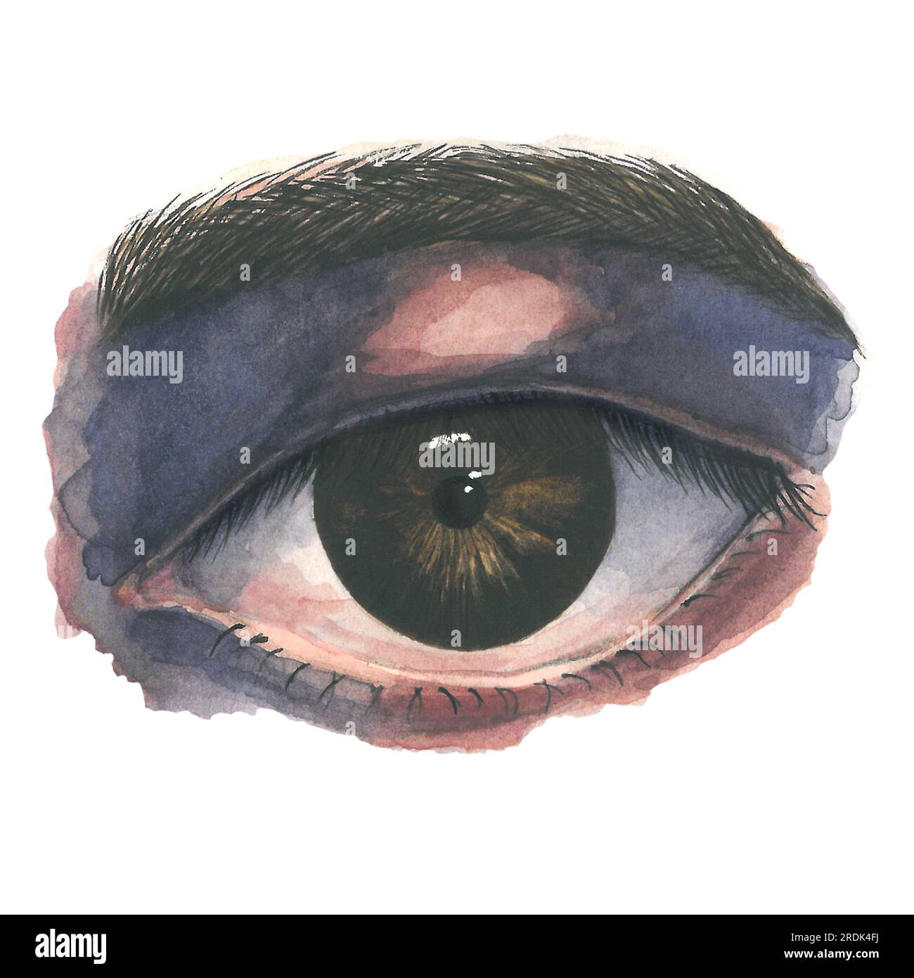 Asian eye with deep-growing eyelashes.Watercolor illustration isolated ...