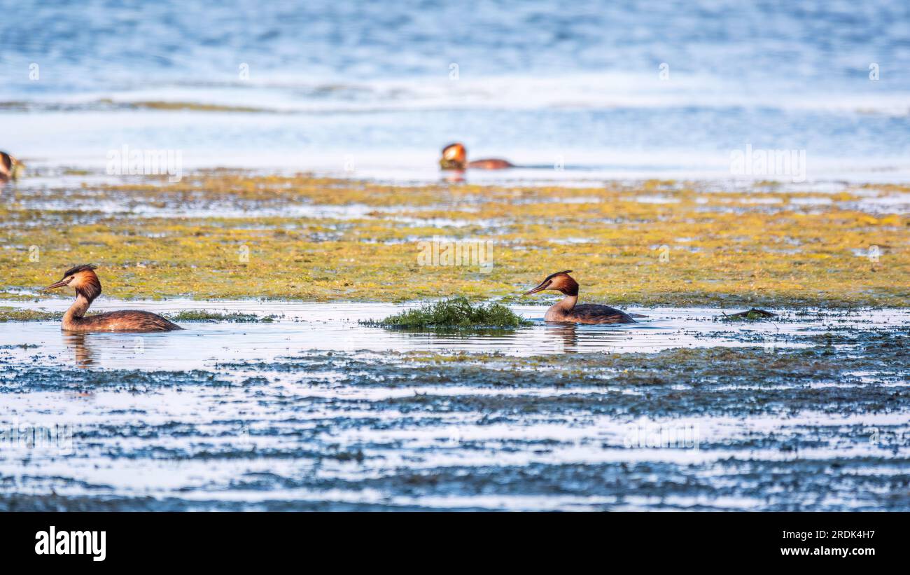 Two waterfowl birds Great Crested Grebes swim in the lake. The great ...