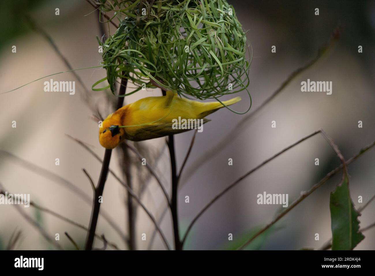 The weaver birds (Ploceidae) from Africa, also known as Widah finches ...