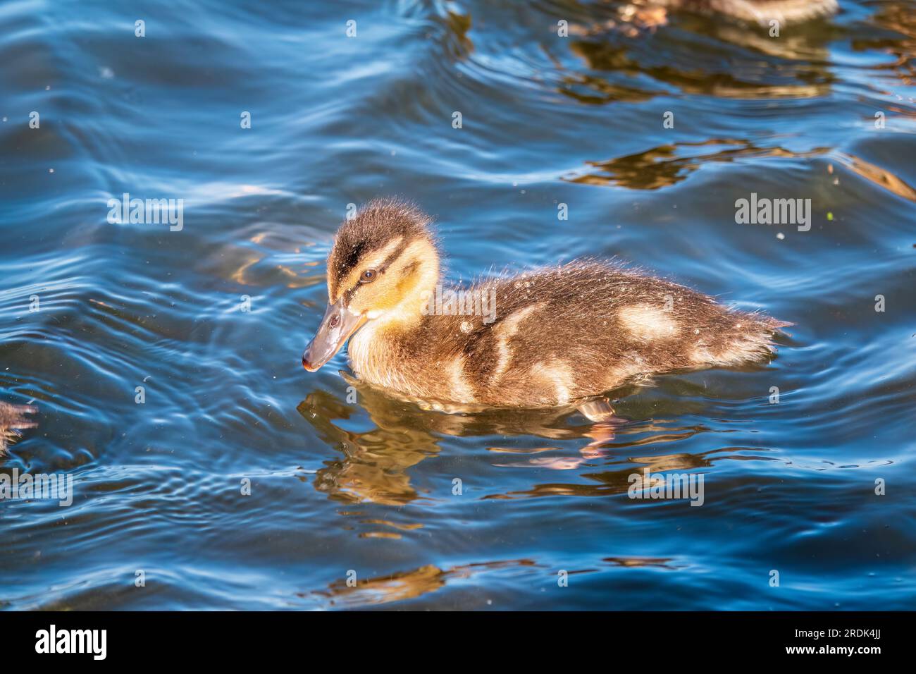 Cute little duckling swimming alone in a lake or river with calm water ...