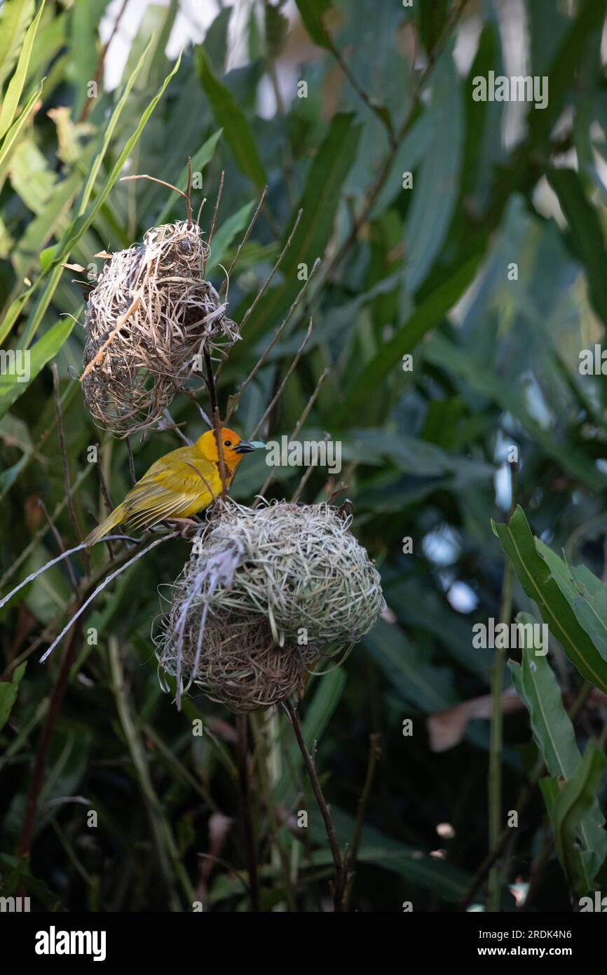 The weaver birds (Ploceidae) from Africa, also known as Widah finches ...