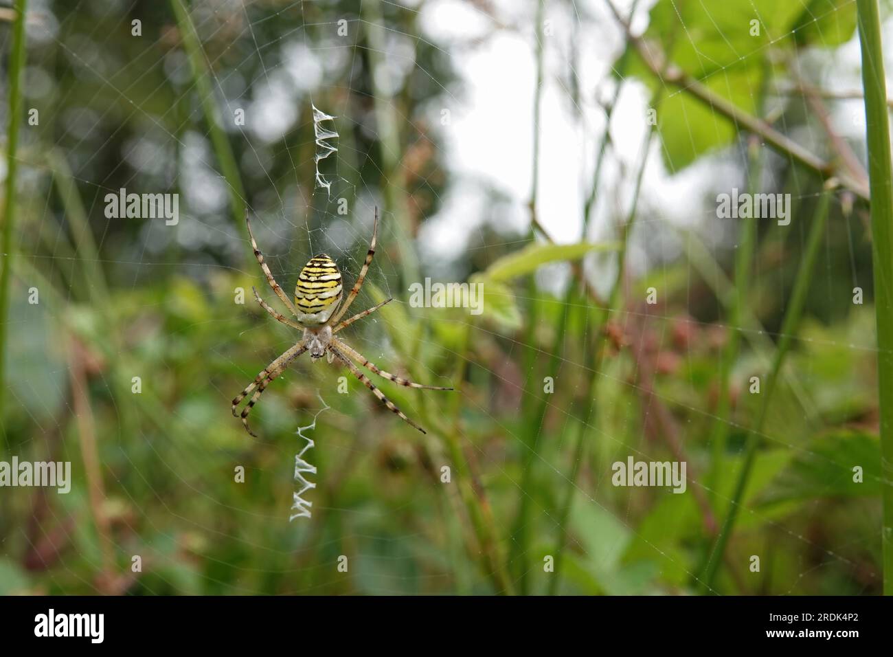 Tiger spider in web hi-res stock photography and images - Alamy
