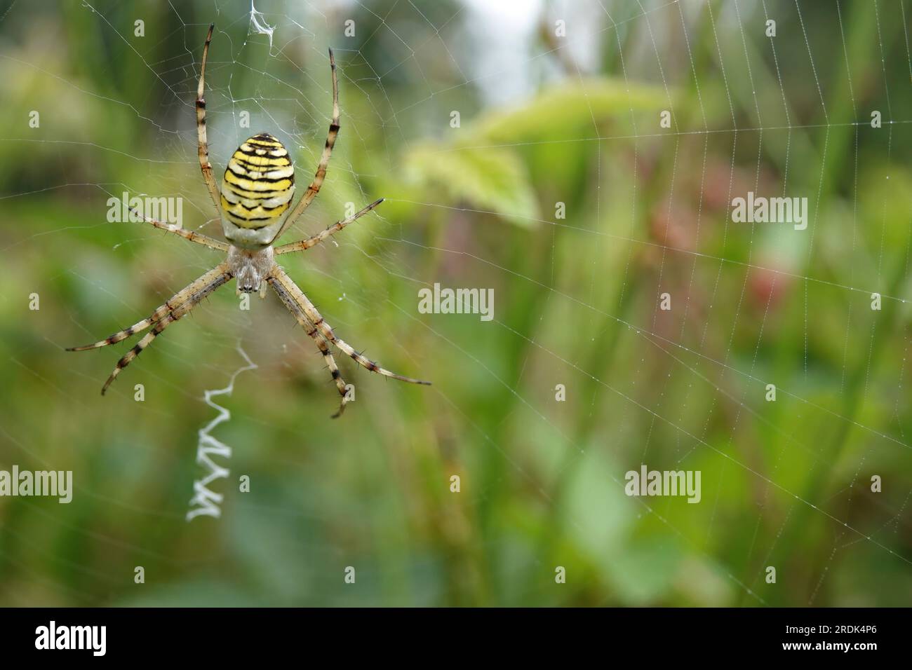 Natural wide angle closeup on a colorful striped tiger or wasp spider ...